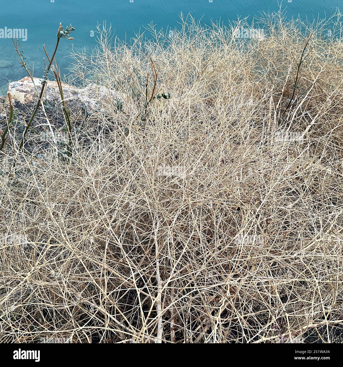Tall Tumblemustard (Sisymbrium altissimum Stock Photo - Alamy