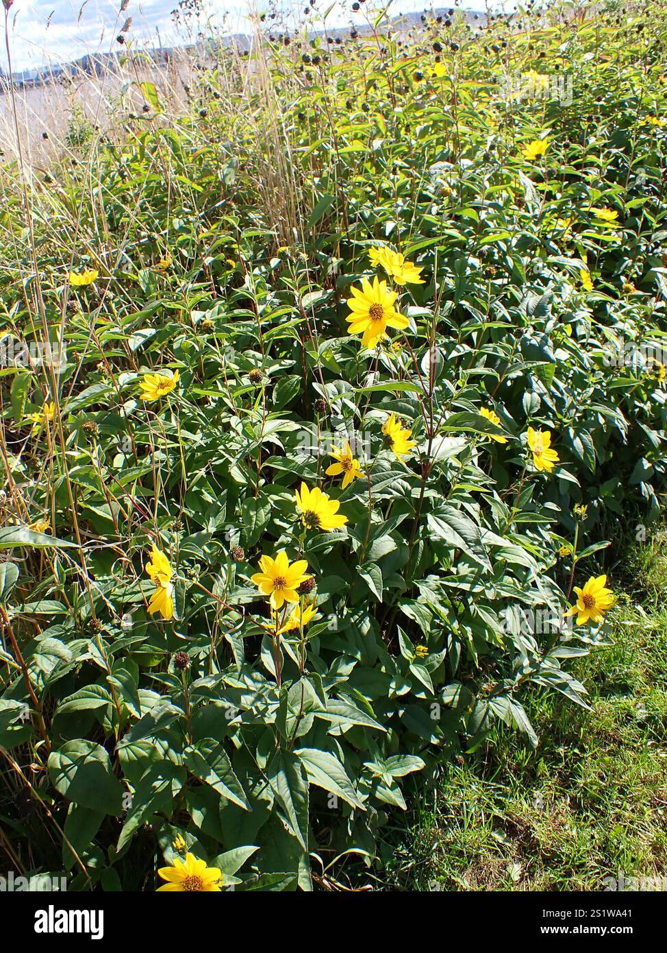 perennial sunflower (Helianthus × laetiflorus Stock Photo - Alamy