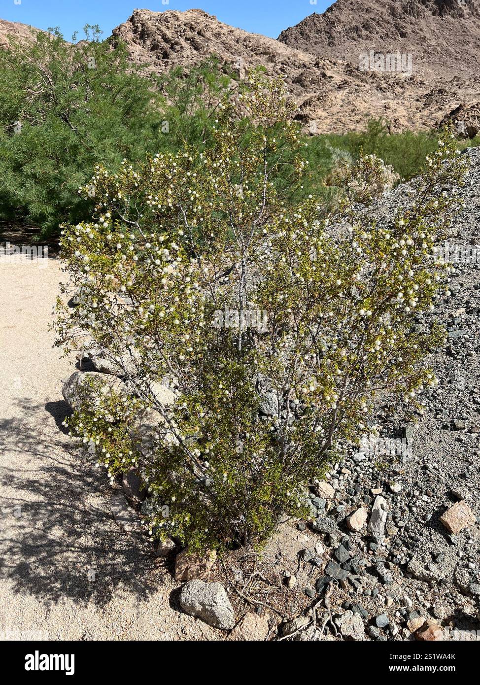 Creosote Bush (Larrea tridentata Stock Photo - Alamy