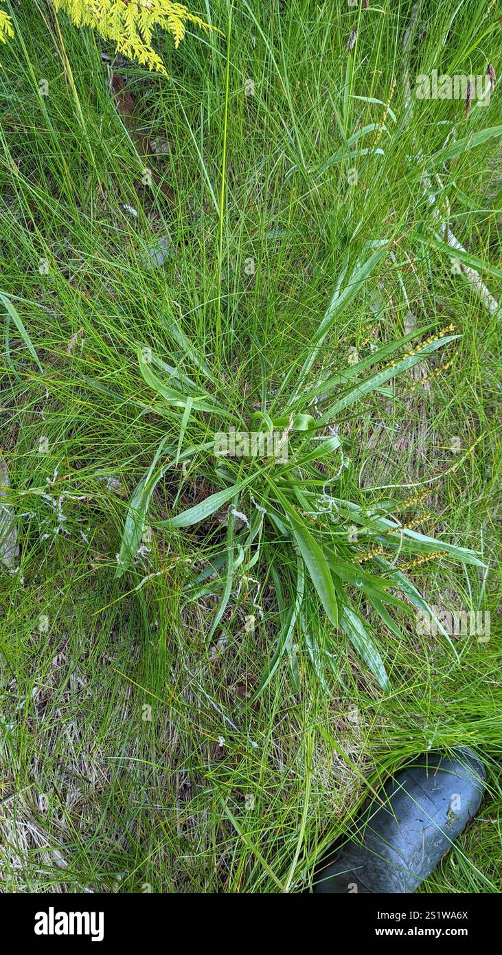 Alaska Plantain (Plantago macrocarpa Stock Photo - Alamy