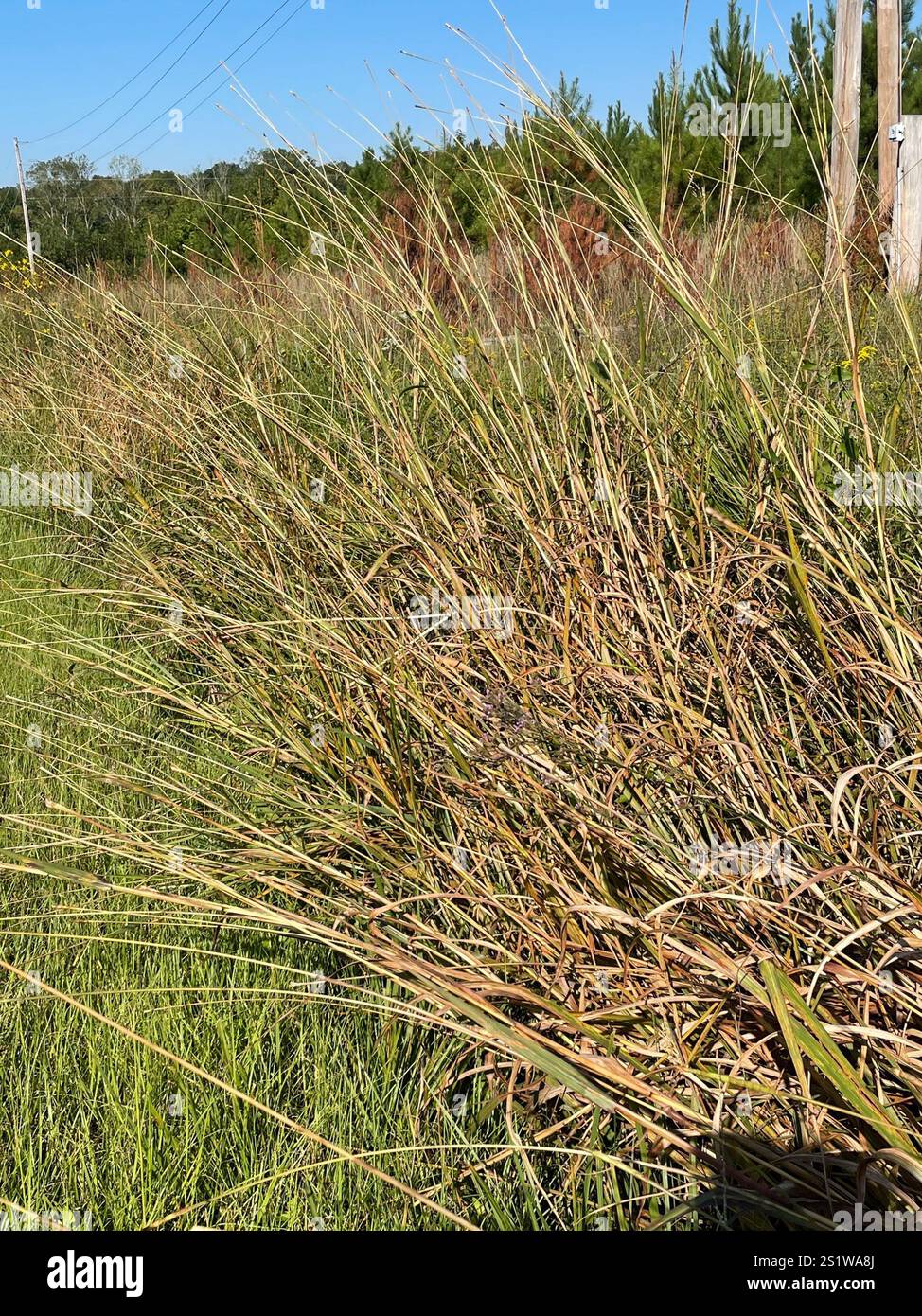 eastern gamagrass (Tripsacum dactyloides Stock Photo - Alamy