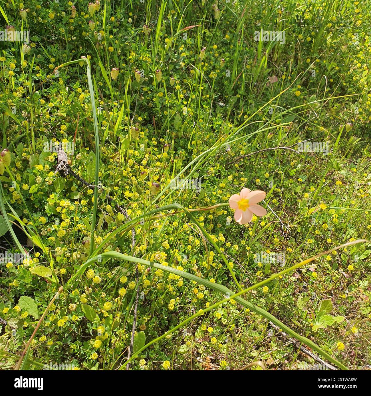 Cape Tulips (Moraea Stock Photo - Alamy