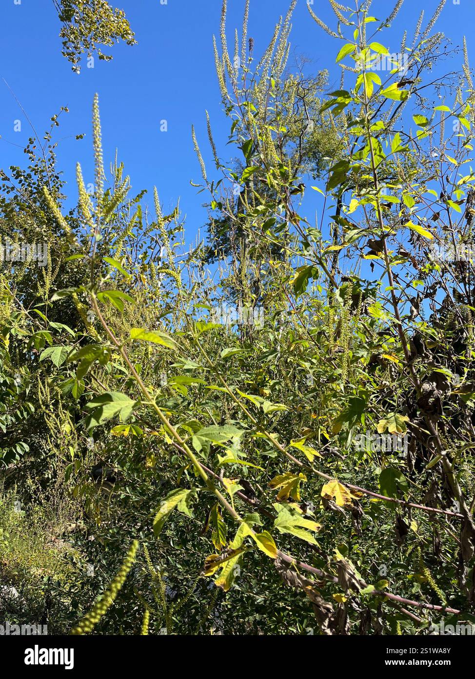 giant ragweed (Ambrosia trifida Stock Photo - Alamy