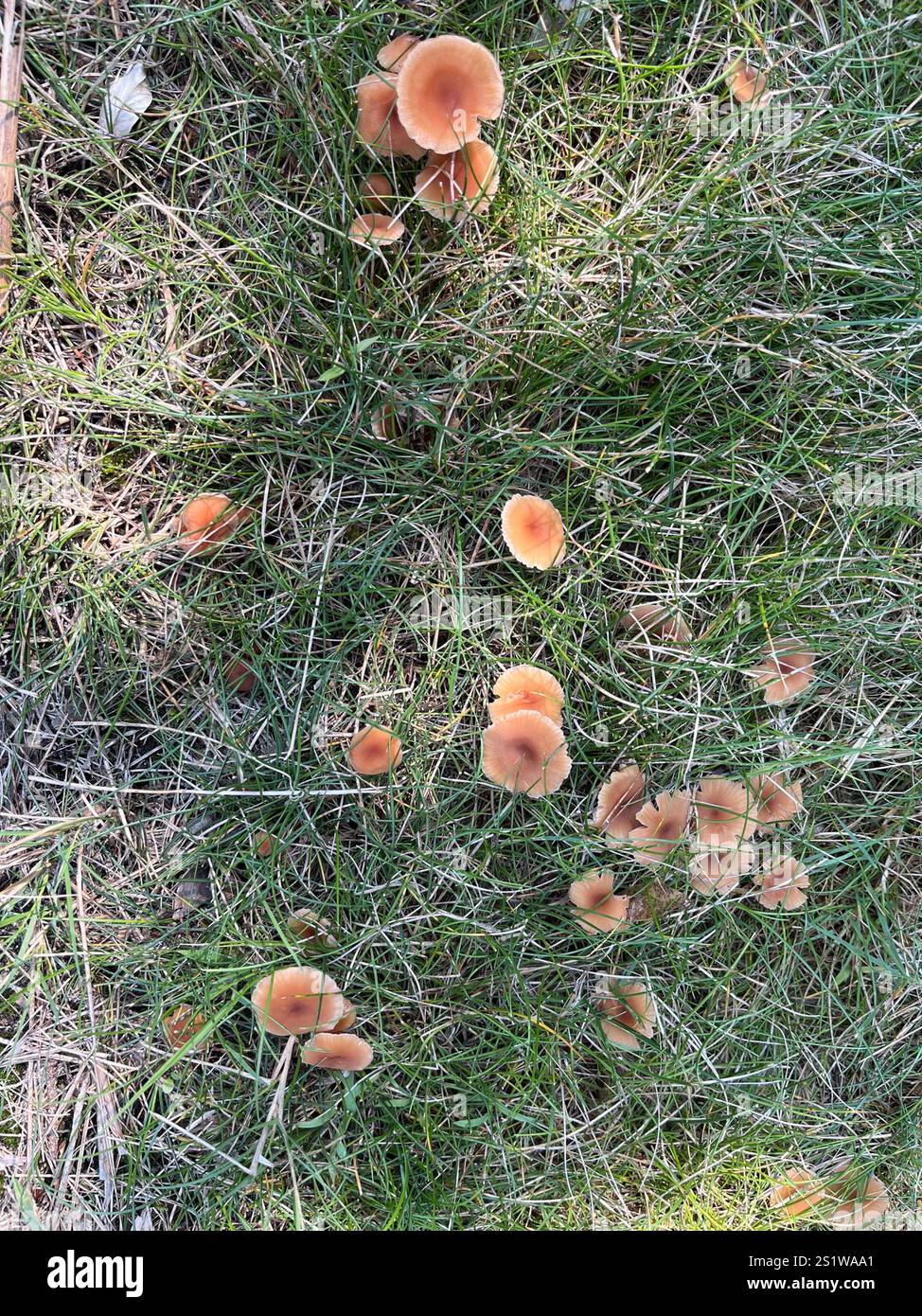 Basidiomycete Fungi (Basidiomycota Stock Photo - Alamy