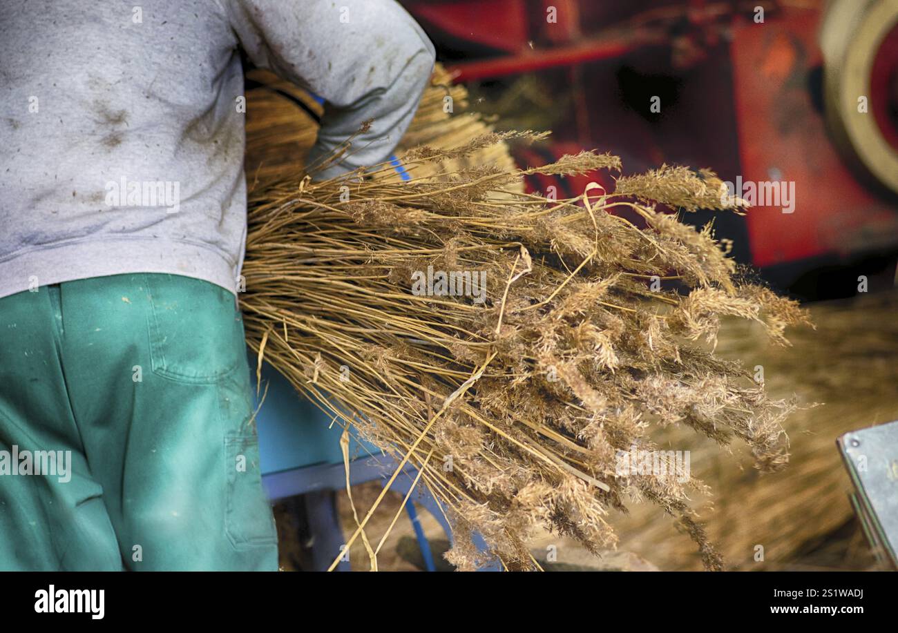 Processing of reed for thatching Stock Photo - Alamy