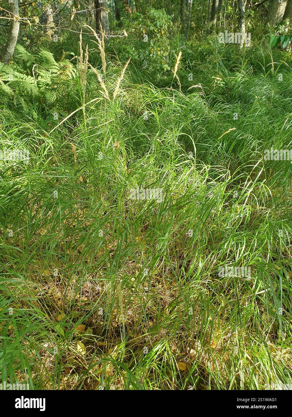 Purple Small-reed (Calamagrostis canescens Stock Photo - Alamy