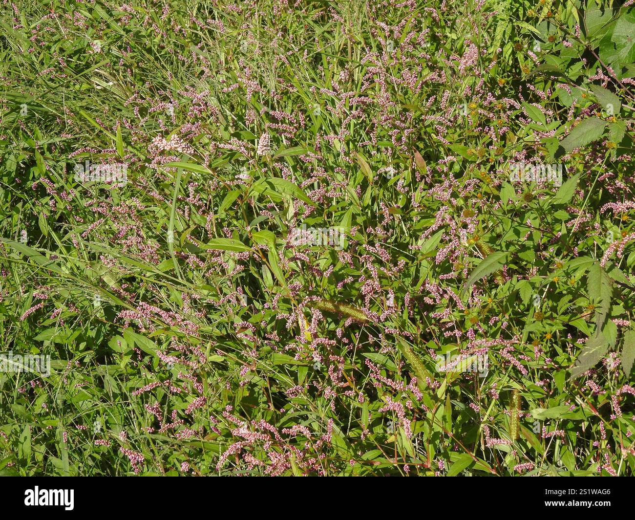 swamp smartweed (Persicaria hydropiperoides Stock Photo - Alamy