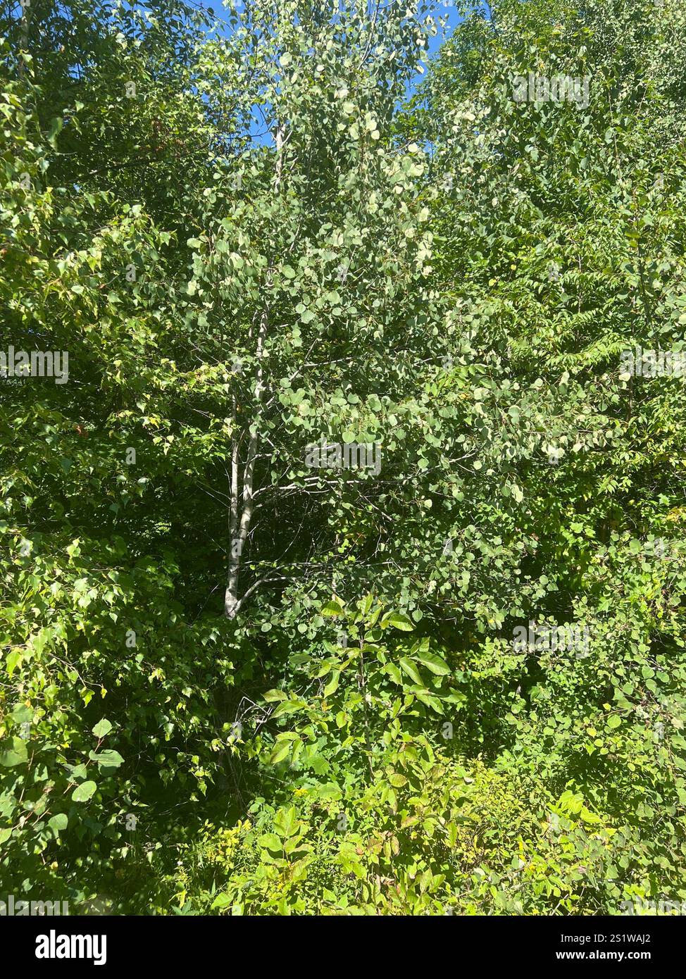 quaking aspen (Populus tremuloides Stock Photo - Alamy