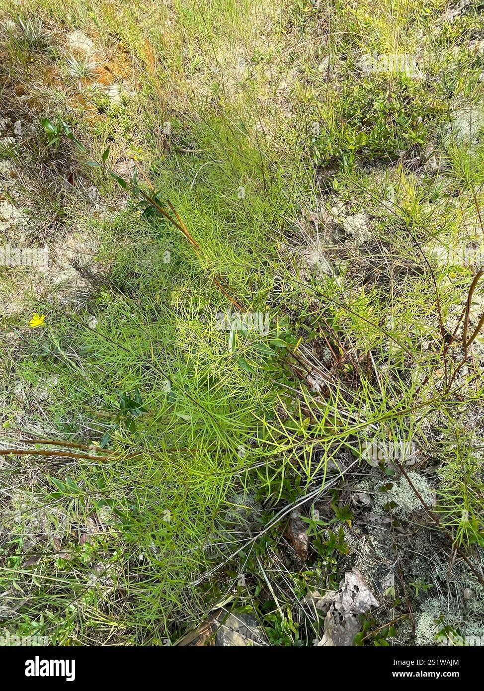 Fringed Bluestar (Amsonia ciliata Stock Photo - Alamy