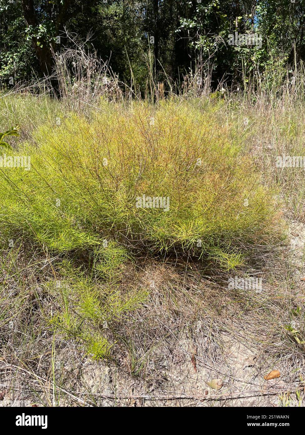 Fringed Bluestar (Amsonia ciliata Stock Photo - Alamy