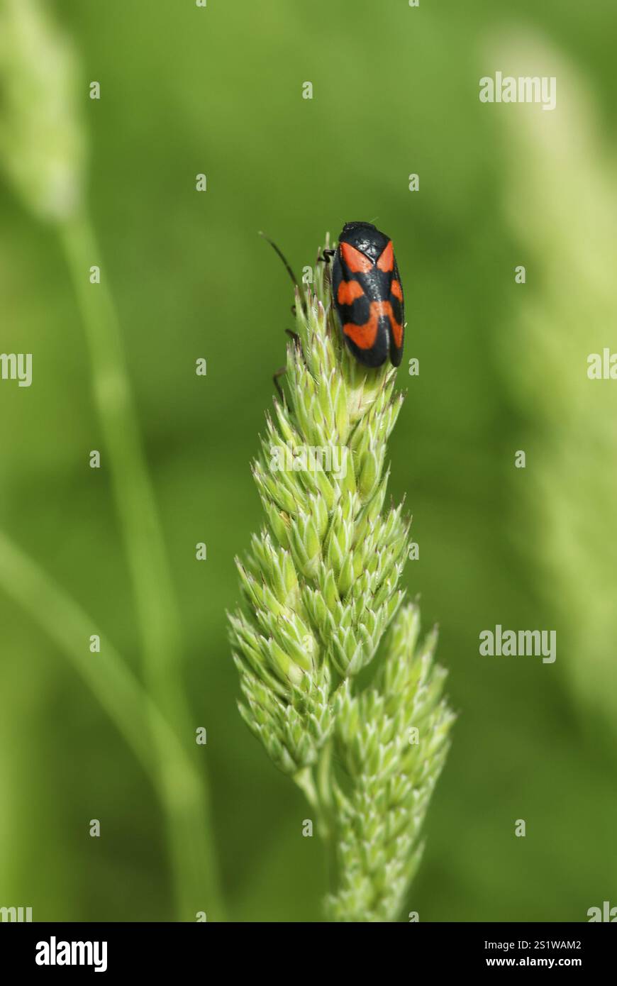 Red black blister beetle hi-res stock photography and images - Alamy