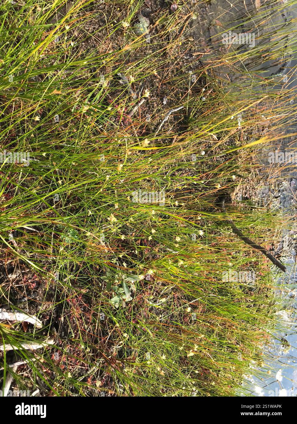 white beak-sedge (Rhynchospora alba Stock Photo - Alamy