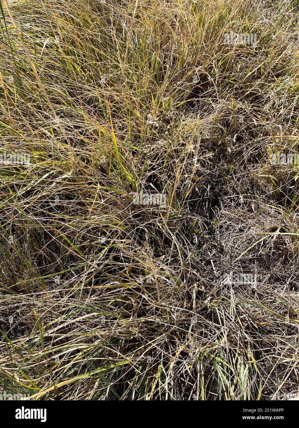 Alkali Sacaton (Sporobolus airoides Stock Photo - Alamy