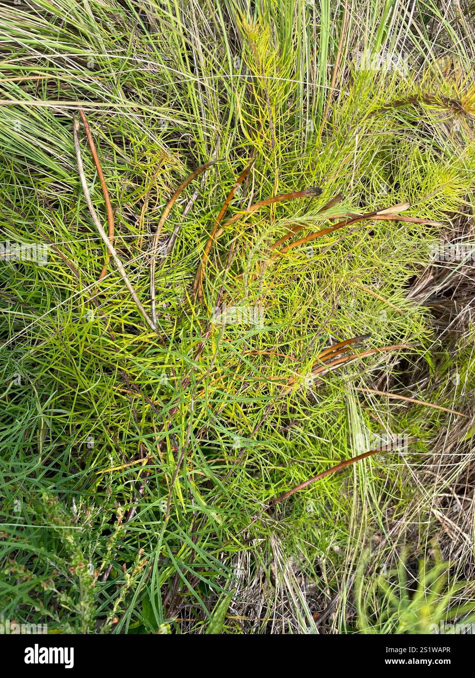 Fringed Bluestar (Amsonia ciliata Stock Photo - Alamy
