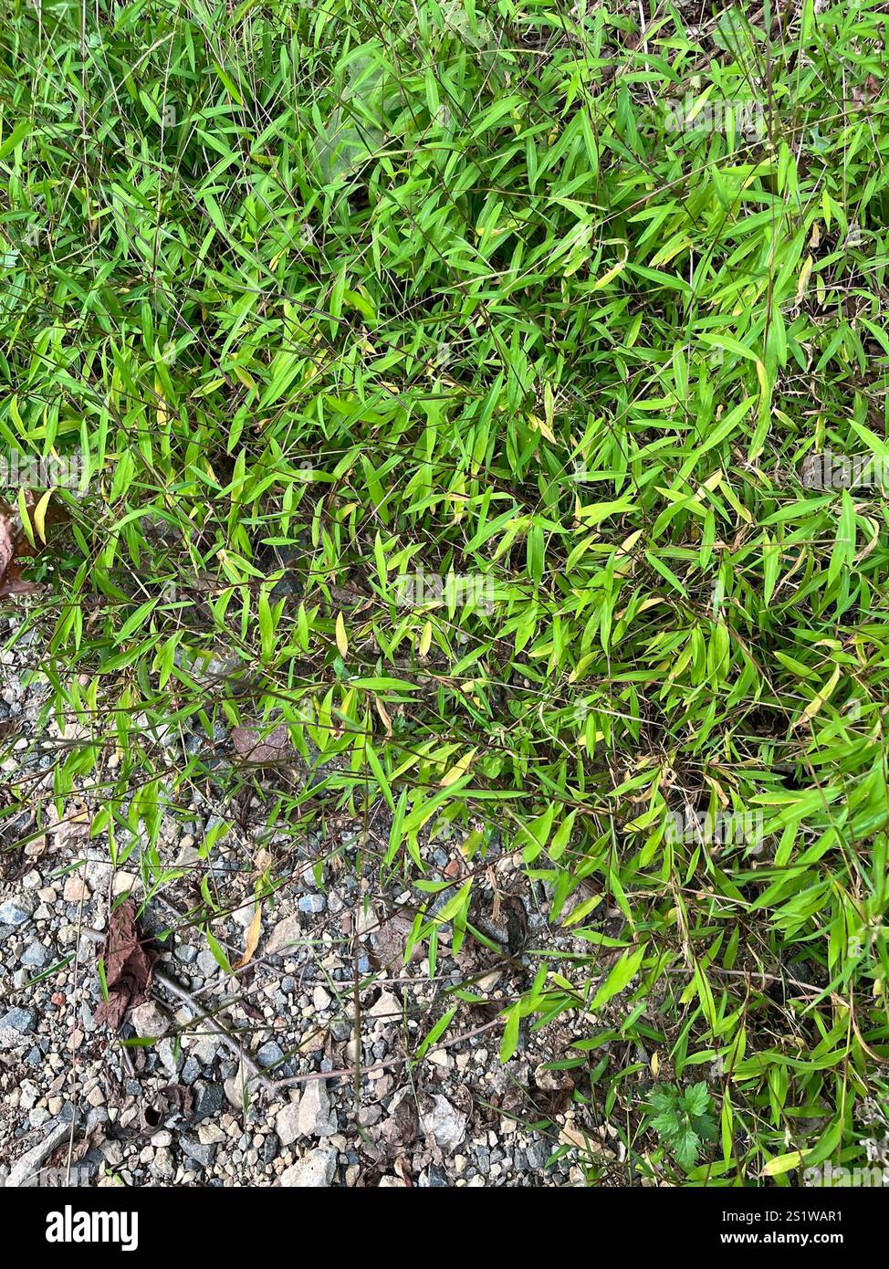 Japanese stiltgrass (Microstegium vimineum Stock Photo - Alamy