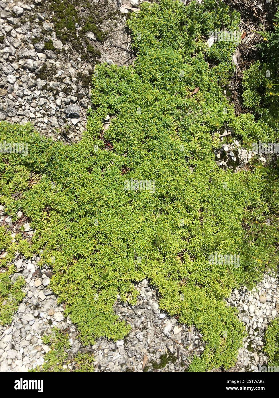 Spreading chinchweed (Pectis prostrata Stock Photo - Alamy