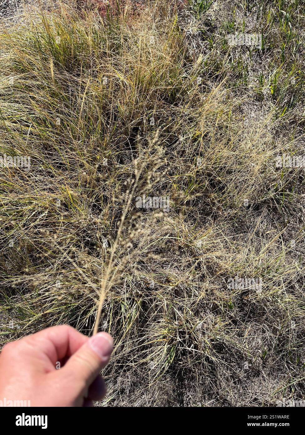 Alkali Sacaton (Sporobolus airoides Stock Photo - Alamy