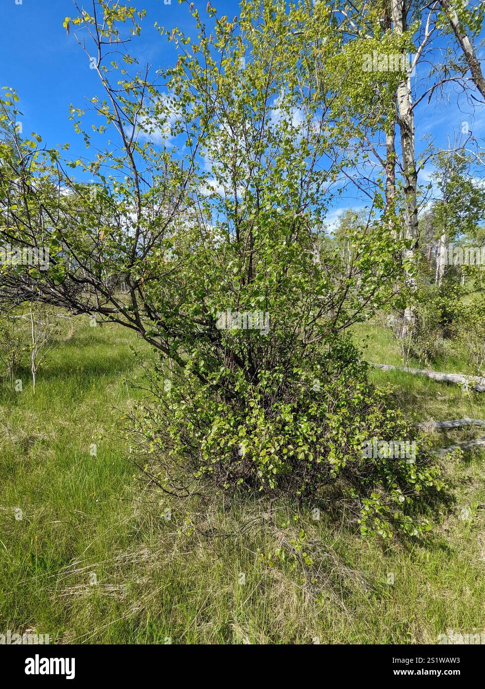 water birch (Betula occidentalis Stock Photo - Alamy