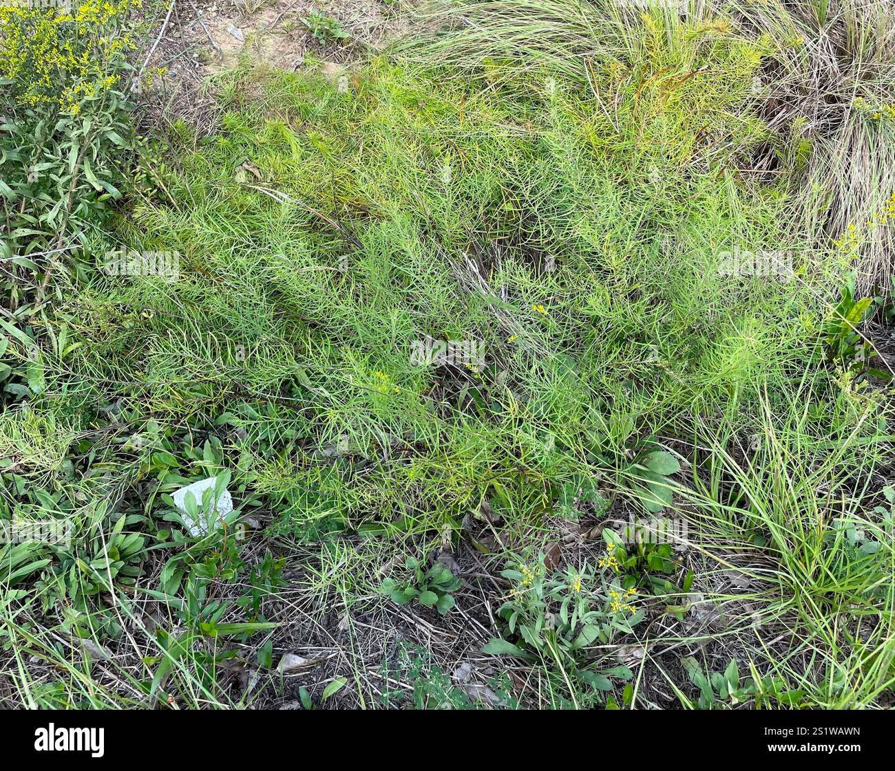 Fringed Bluestar (Amsonia ciliata Stock Photo - Alamy