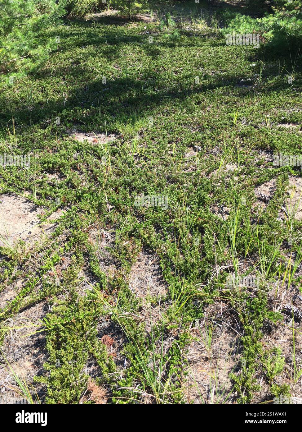 creeping juniper (Juniperus horizontalis Stock Photo - Alamy