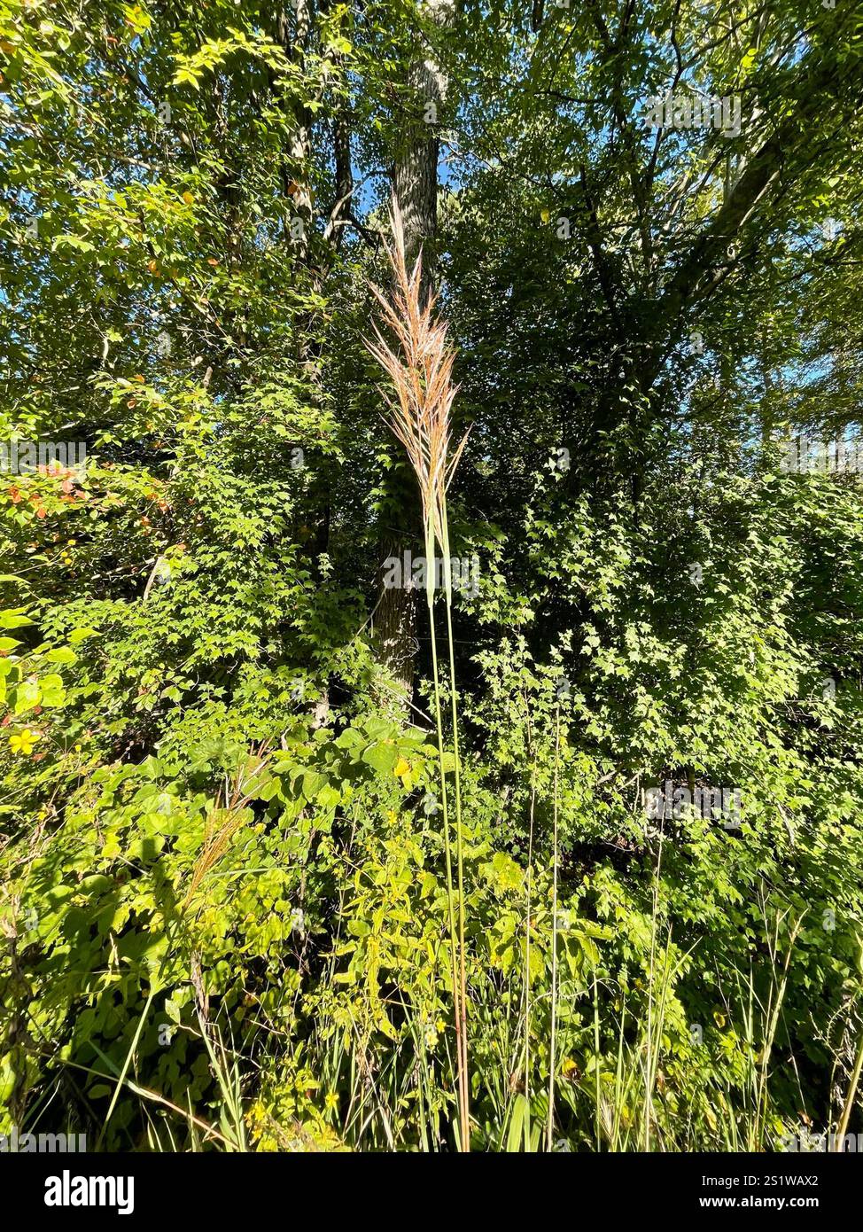 sugarcane plumegrass (Erianthus giganteus Stock Photo - Alamy