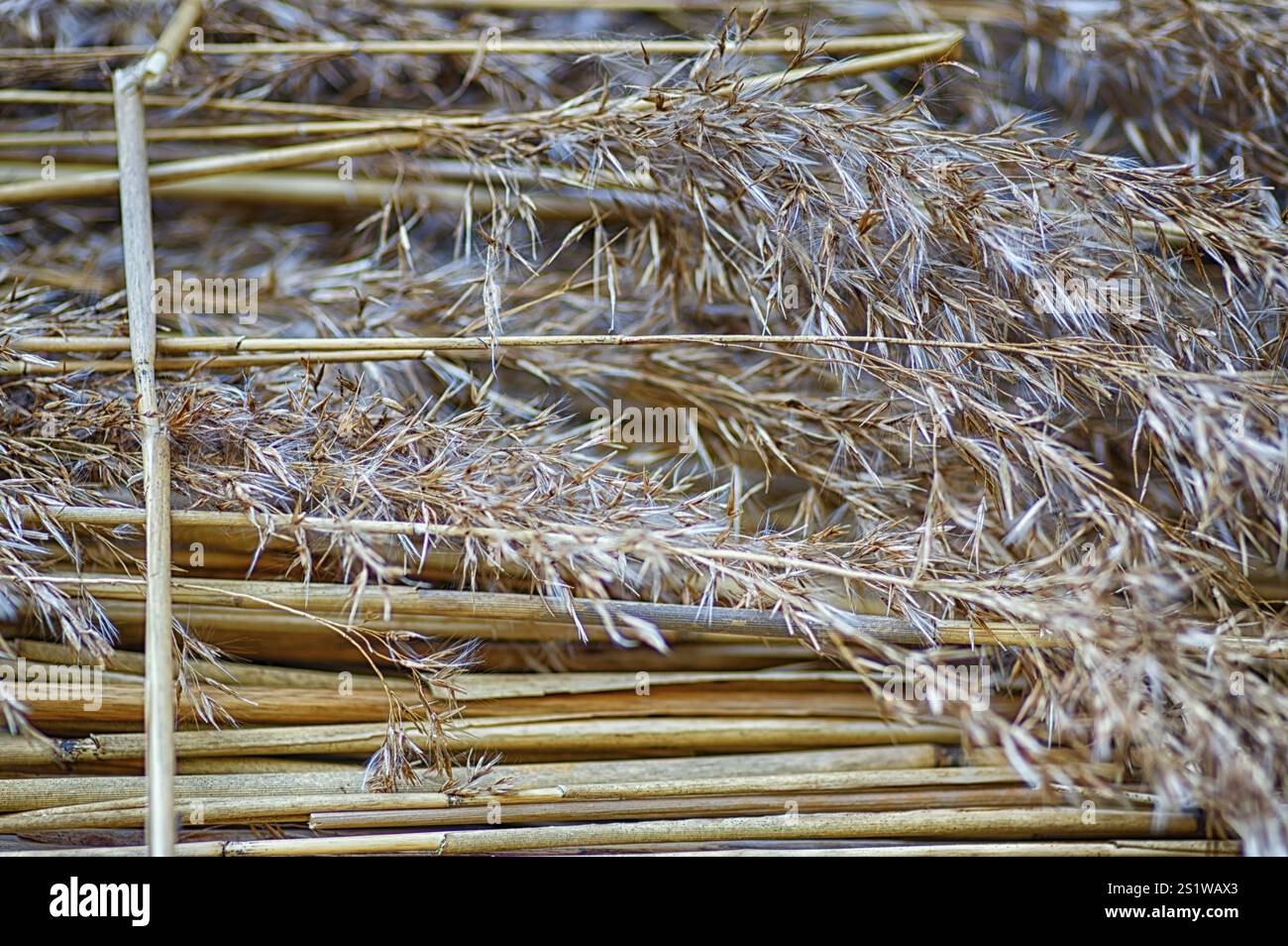 Processing of reed for thatching Stock Photo - Alamy