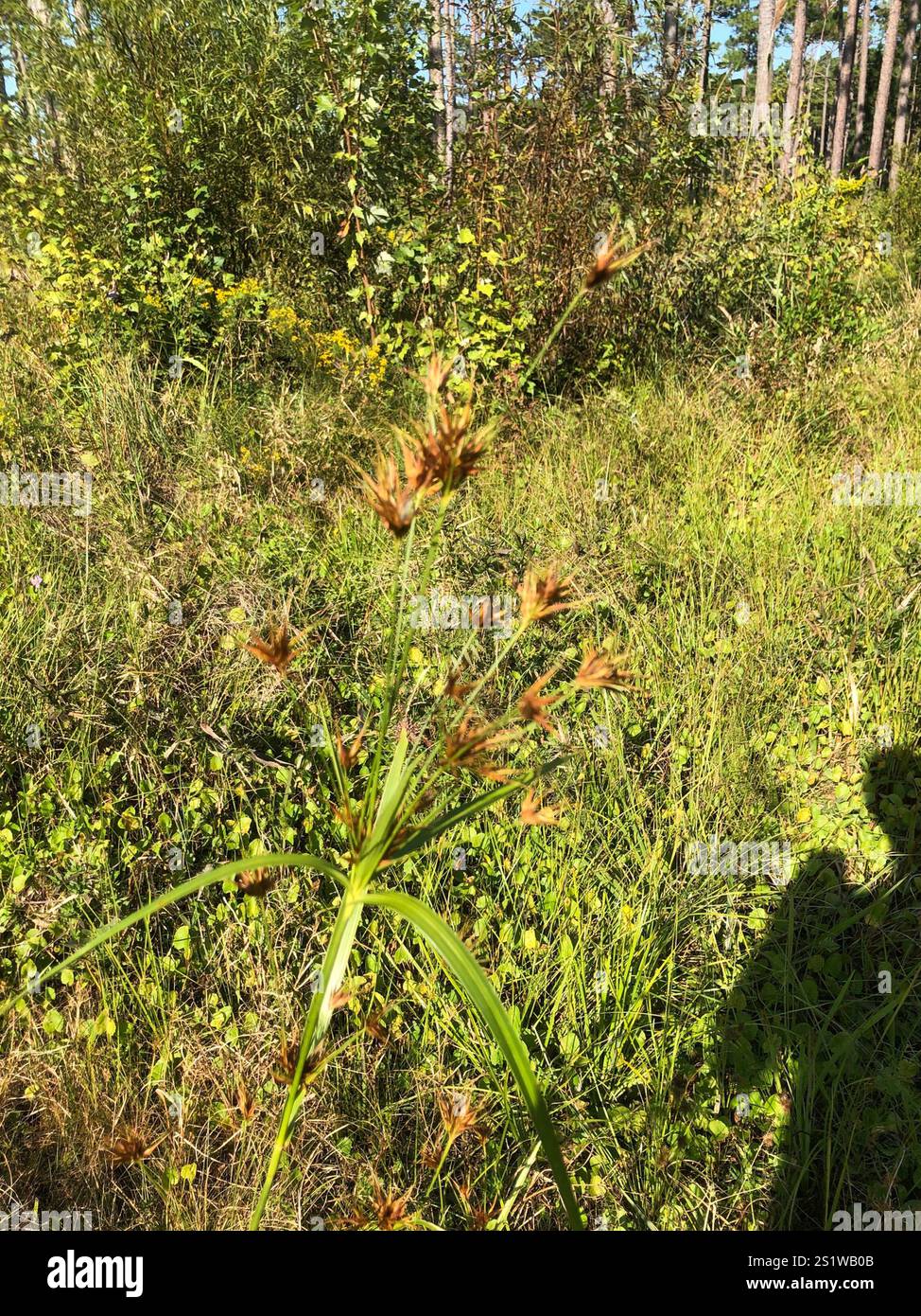 Tall Beakrush (Rhynchospora macrostachya Stock Photo - Alamy