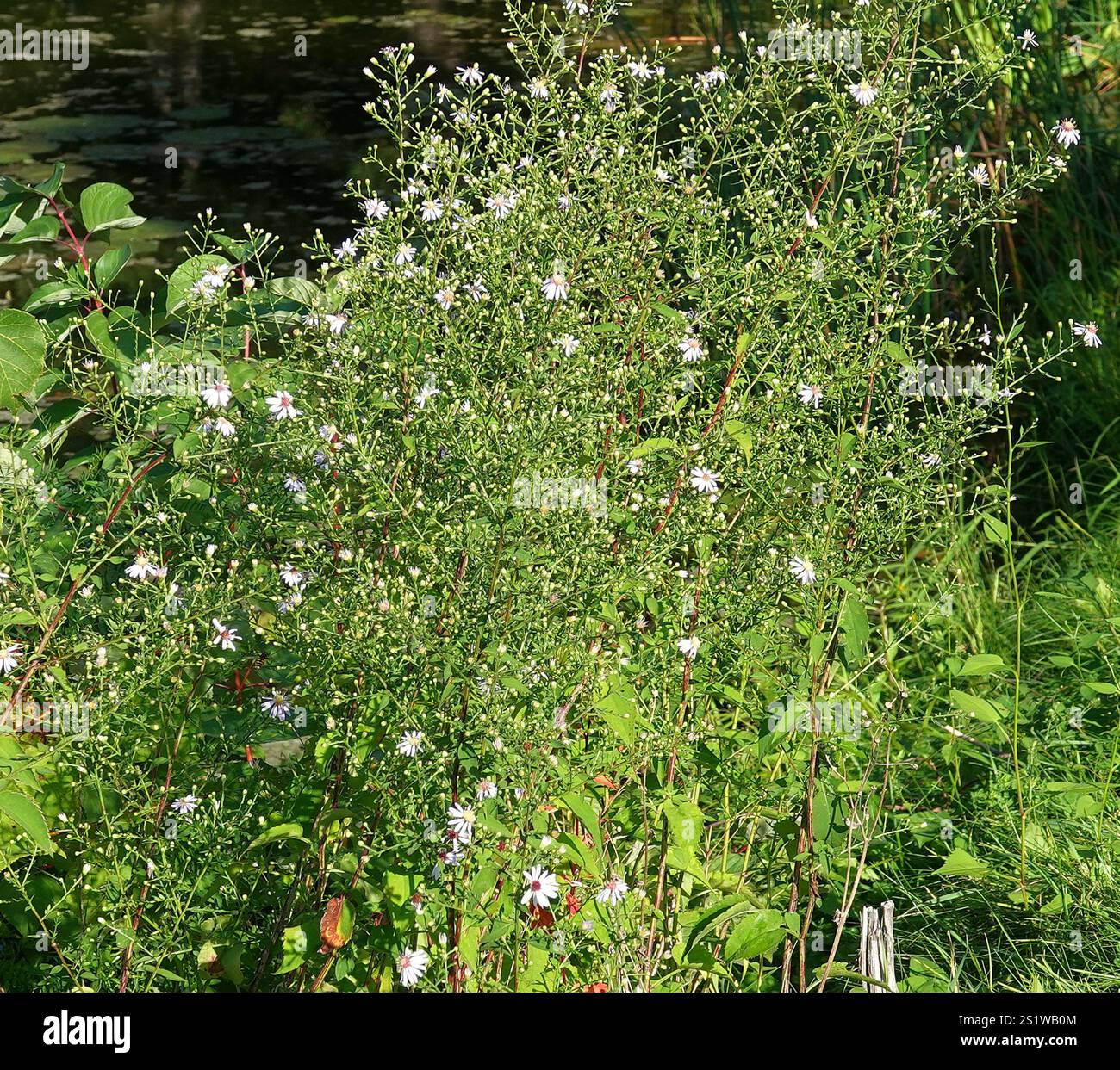 panicled aster (Symphyotrichum lanceolatum Stock Photo - Alamy
