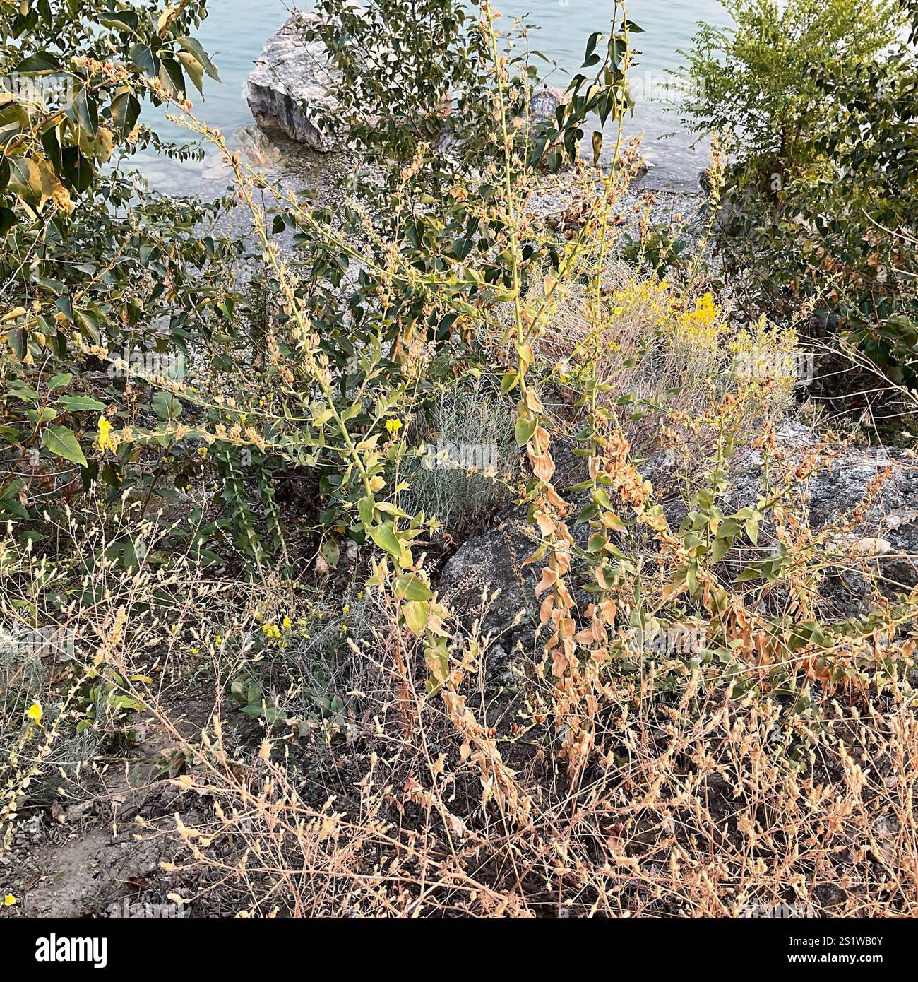 Balkan toadflax (Linaria dalmatica Stock Photo - Alamy