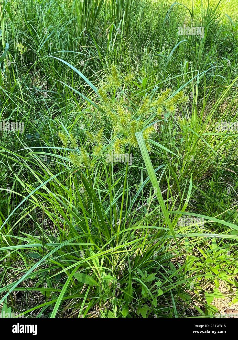 straw-colored flatsedge (Cyperus strigosus Stock Photo - Alamy