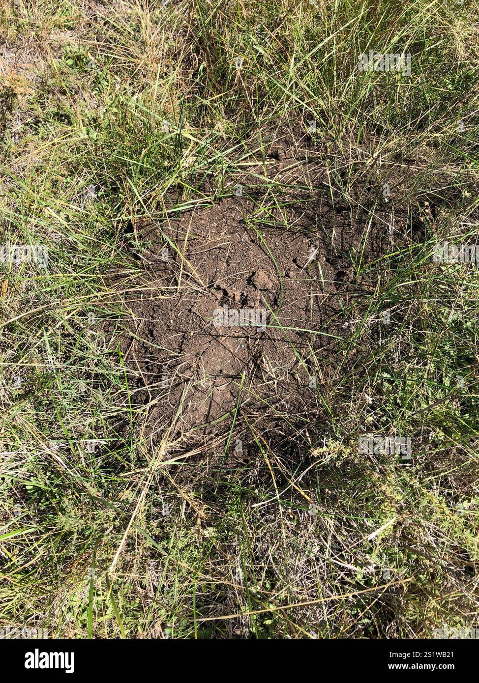 Wood, Mound, and Field Ants (Formica Stock Photo - Alamy