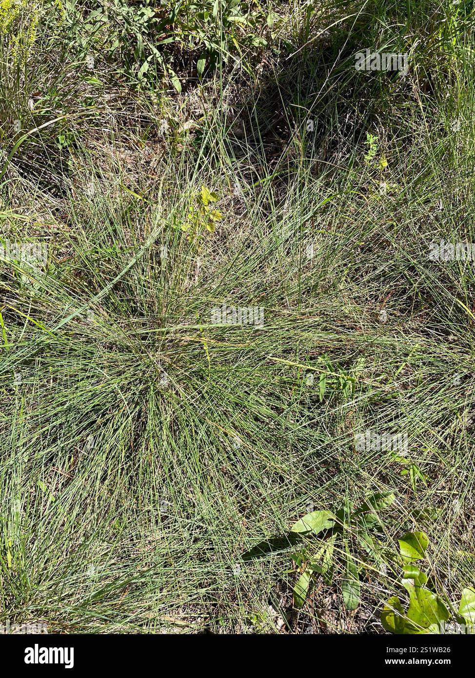 Hairawn Muhly (Muhlenbergia capillaris Stock Photo - Alamy