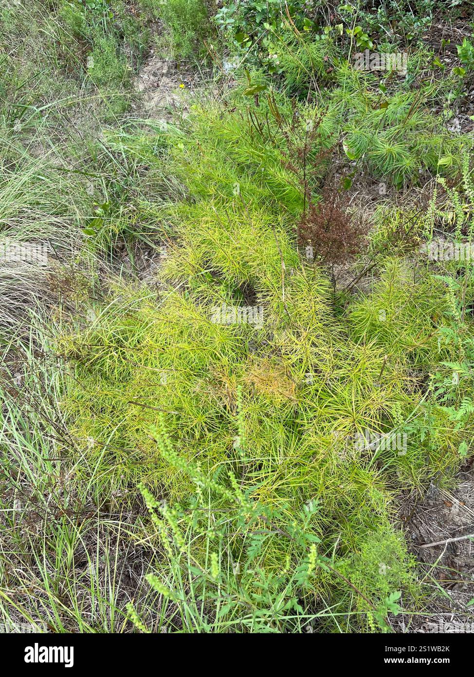 Fringed Bluestar (Amsonia ciliata Stock Photo - Alamy