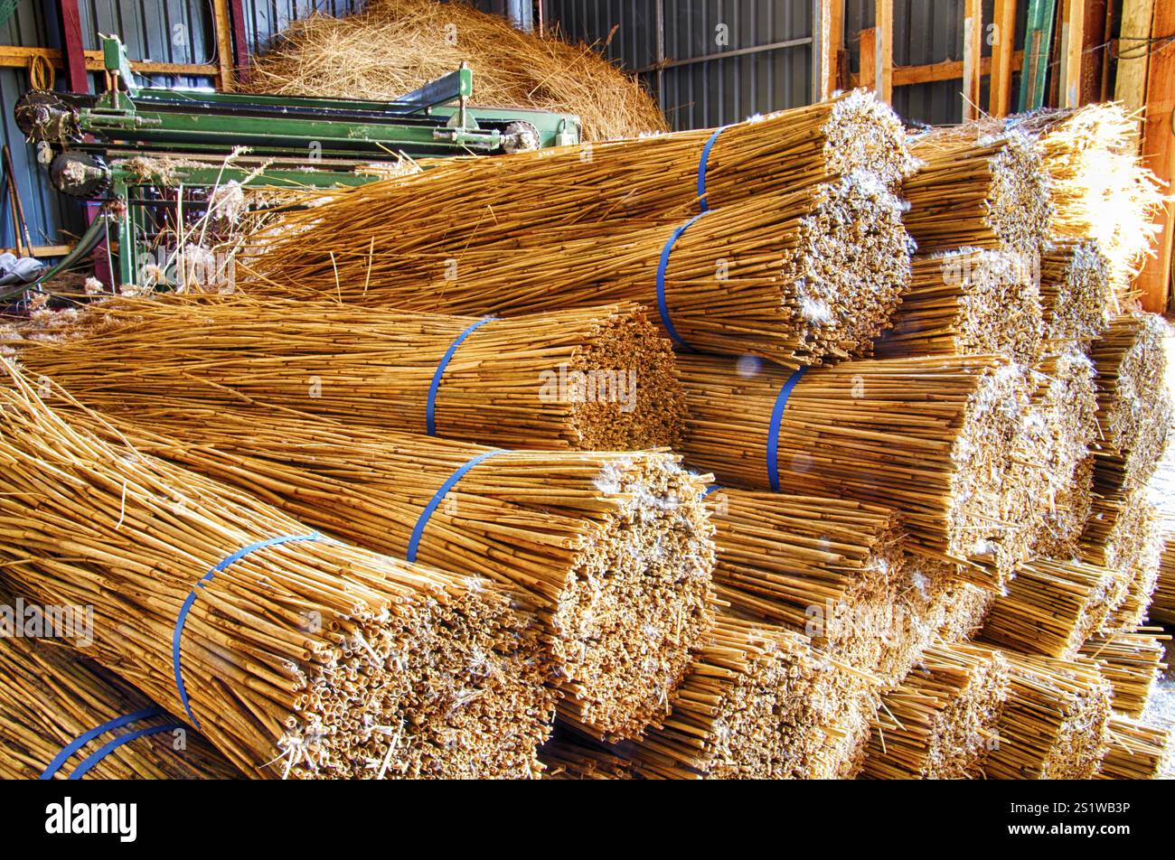 Processing of reed for thatching Stock Photo - Alamy
