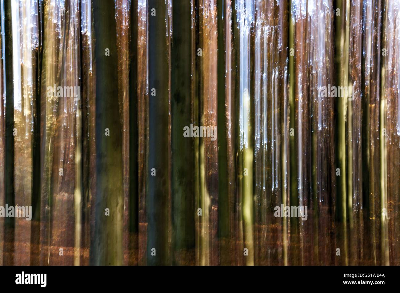 Motion background photo of an autumn forest as an abstract image with ...