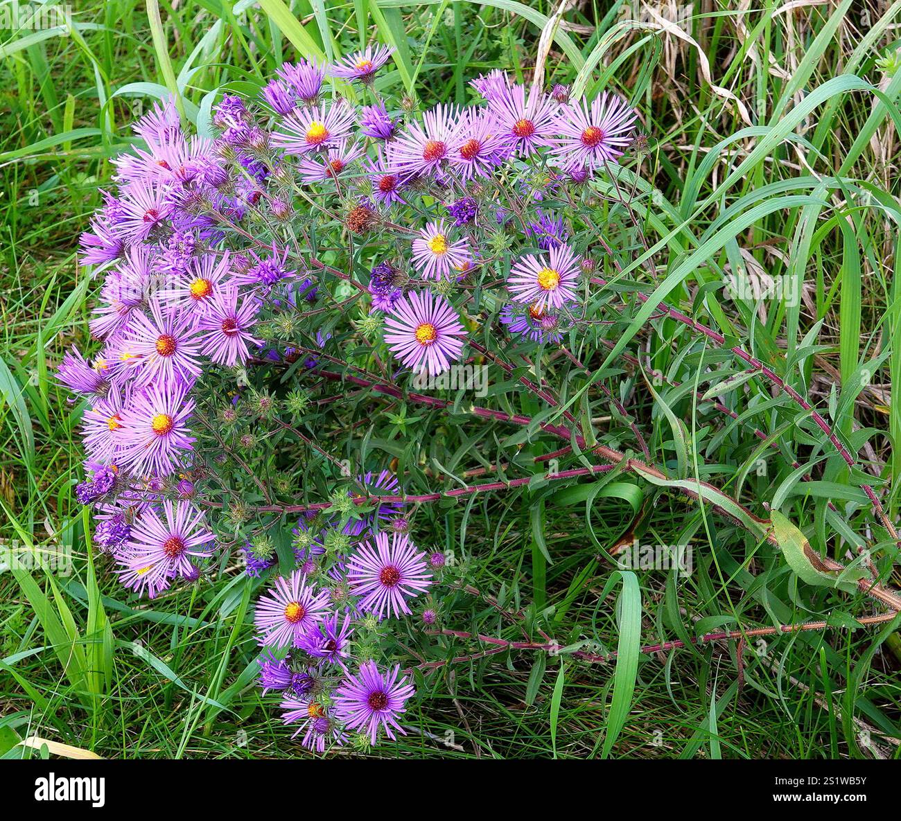 New England aster (Symphyotrichum novae-angliae Stock Photo - Alamy
