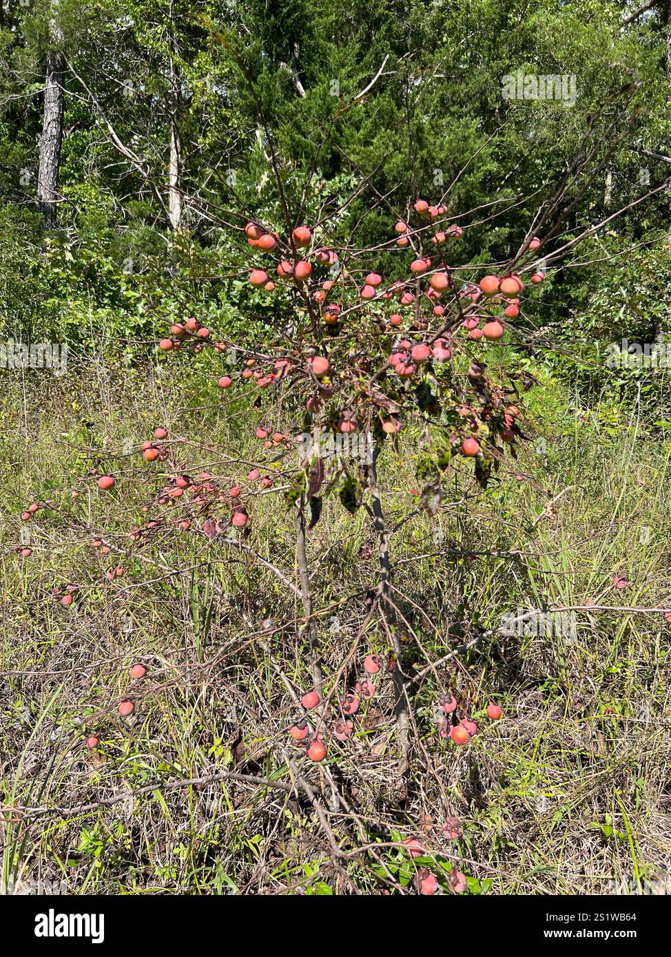 American persimmon (Diospyros virginiana Stock Photo - Alamy