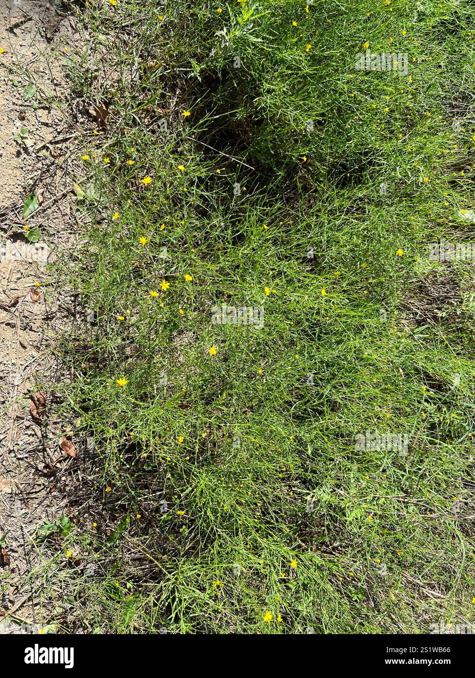 prairie broomweed (Amphiachyris dracunculoides Stock Photo - Alamy