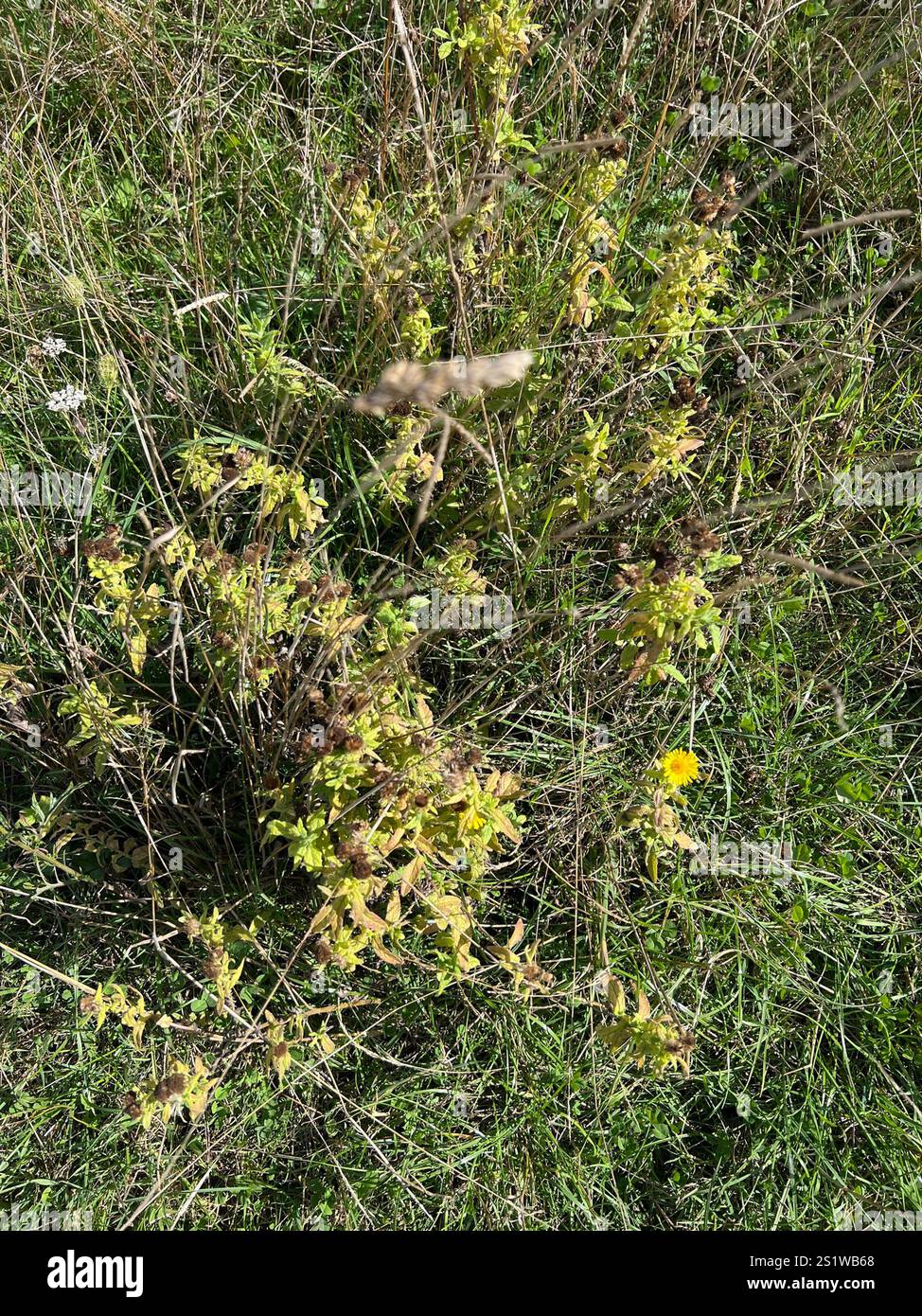 Common Fleabane (Pulicaria dysenterica Stock Photo - Alamy