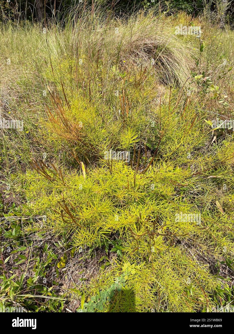 Fringed Bluestar (Amsonia ciliata Stock Photo - Alamy