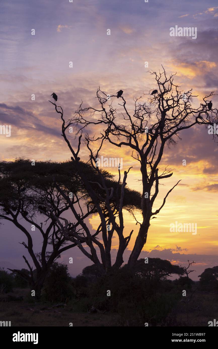 Beautiful atmospheric sunset with beautiful trees and landscape in ...