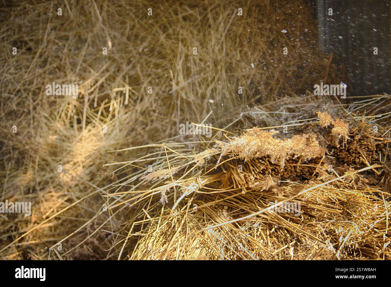 Processing of reed for thatching Stock Photo - Alamy