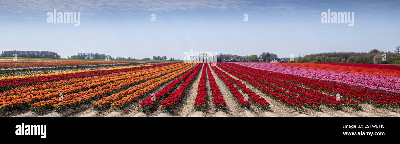 Tulip field with different colours in springtime as a panorama ...