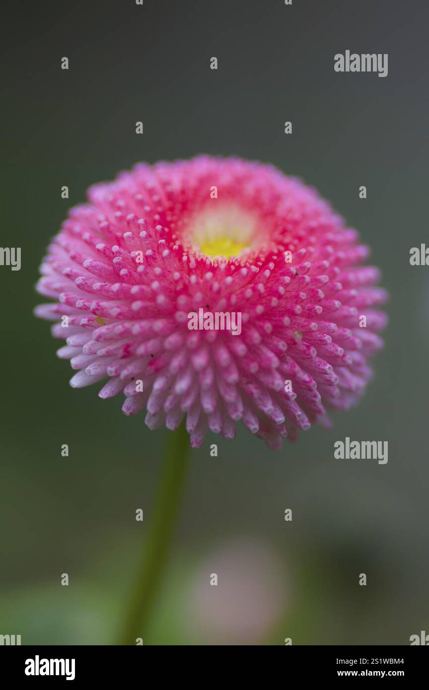 A blaze of colour in the spring garden Stock Photo - Alamy