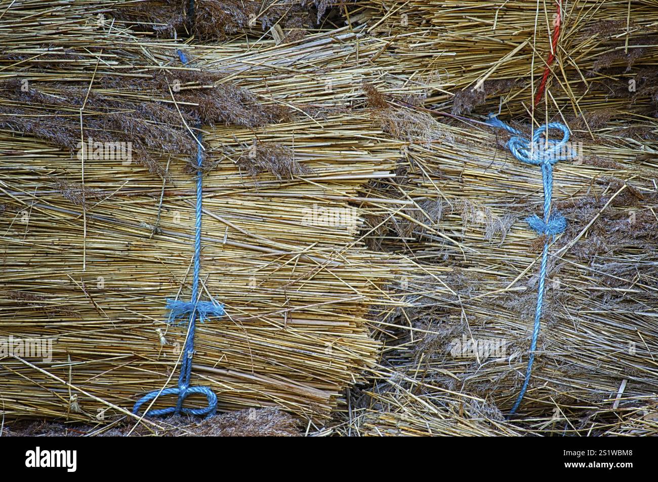 Processing of reed for thatching Stock Photo - Alamy