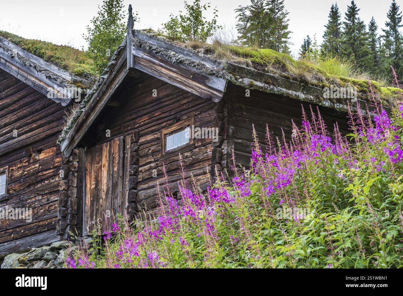 Traditional Timber house with grass roof in the Setesdal in Norway in ...