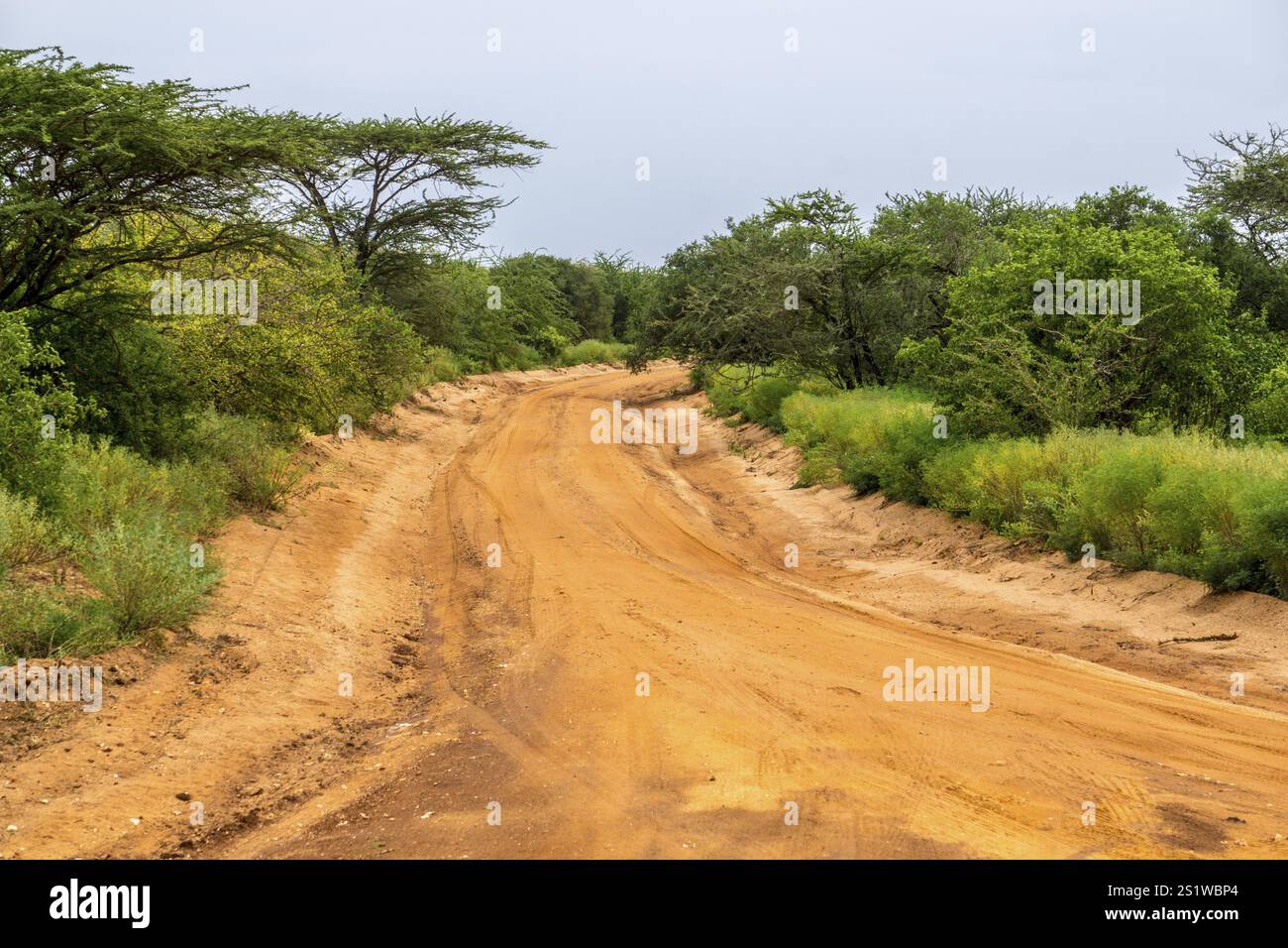 Beautiful landscape with trees and road in Kenya in Africa Stock Photo ...