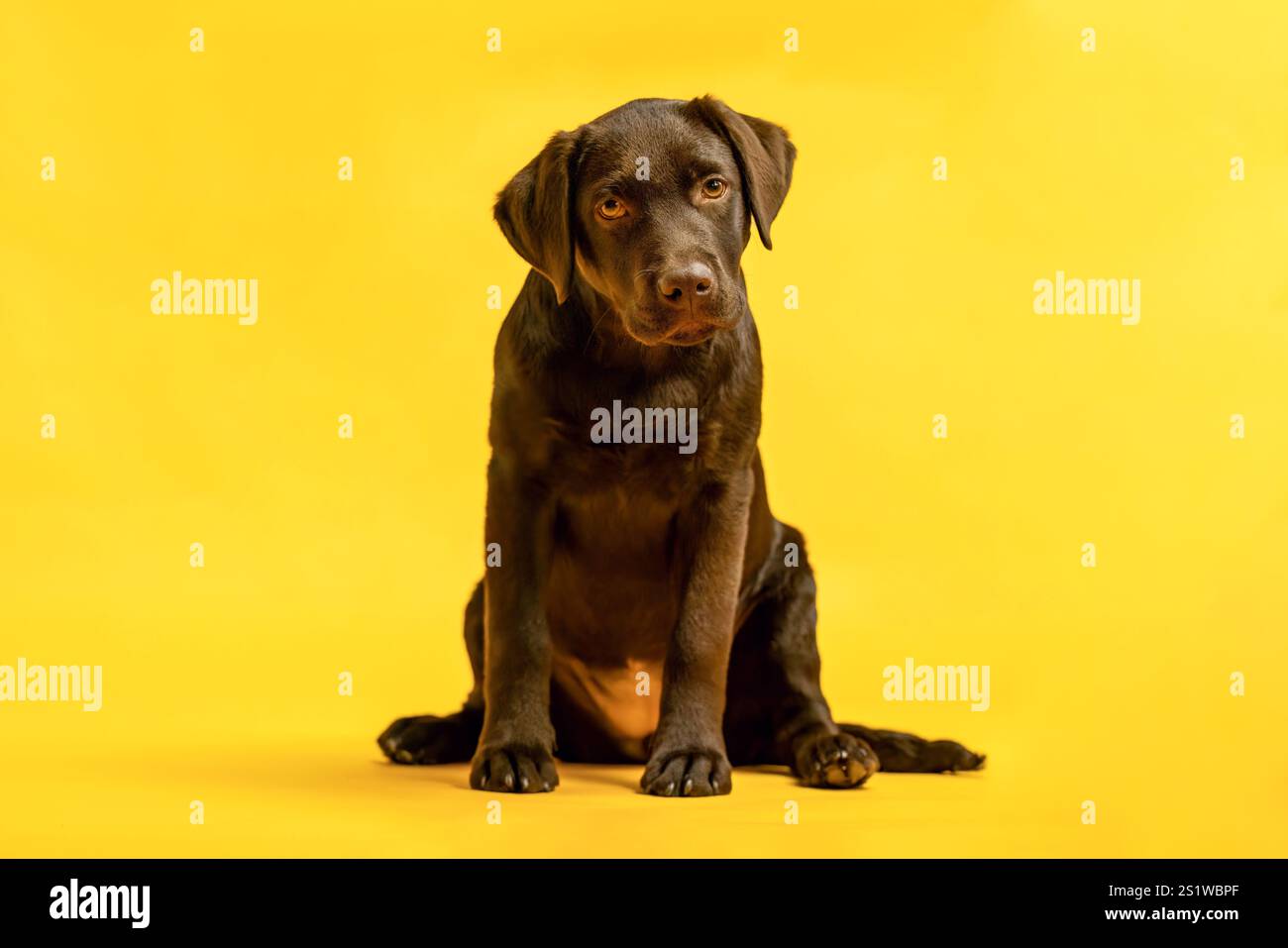 A cute female labrador puppy dog in front of yellow studio background ...