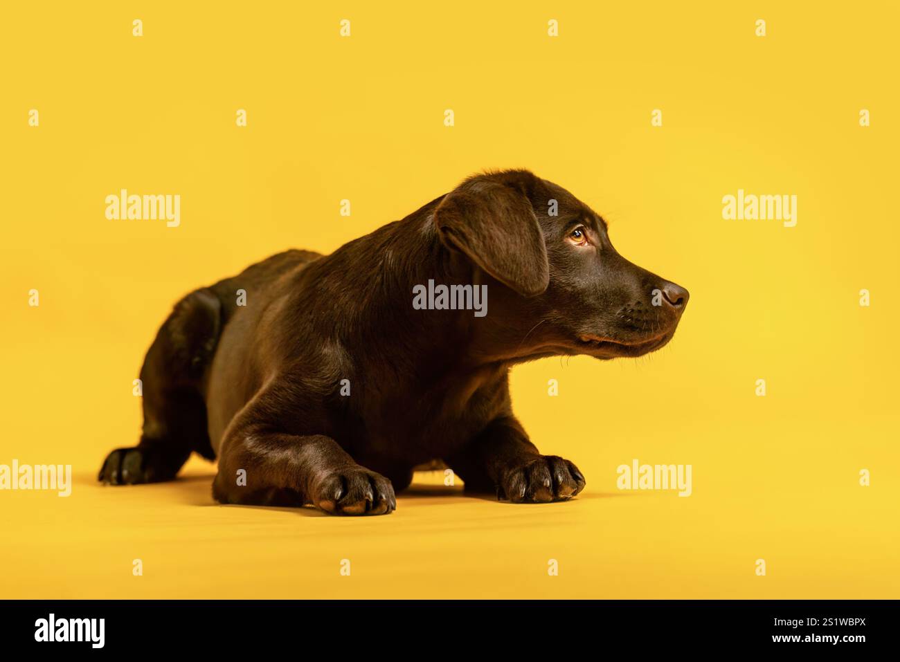 A cute female labrador puppy dog in front of yellow studio background ...