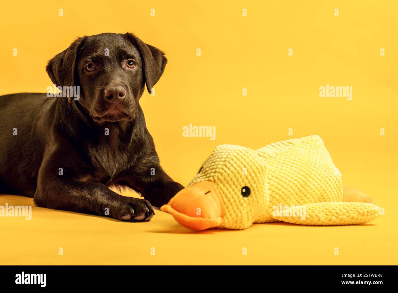 A cute female labrador puppy dog in front of yellow studio background ...